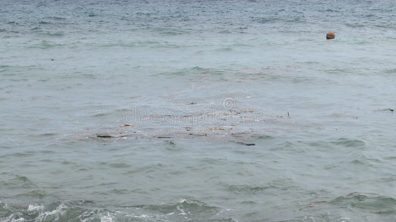 Debris Floating in Large Body of Rainwater Stock Footage - Video of ...