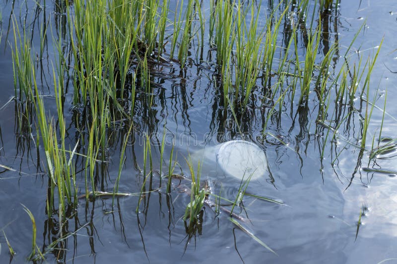 Plastic Trash Floating in the Pond, Pollution of the Pond, Ecology in ...