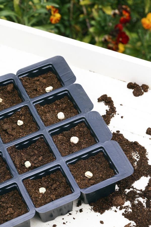 Plastic Trays with Soil and Seed in it. Conceptual Image Shot Stock ...
