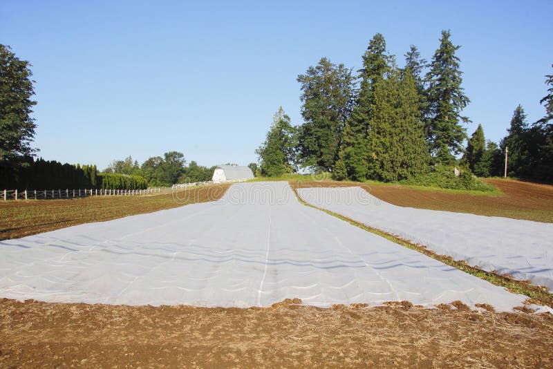 Plastic Used for Crop Cover Stock Image - Image of seedling, acre: 72277289