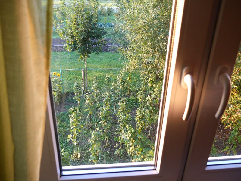 Plastic Window and Outside the Window is a Vegetable Garden. Summer Day ...