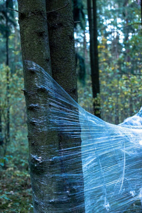 Plastic Wrap on Trees in the Forest Stock Image - Image of agriculture ...