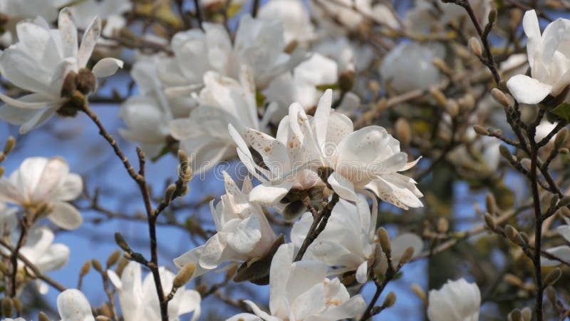 Plasticine Flowers and Petals in the Blue-yellow Colors of the ...