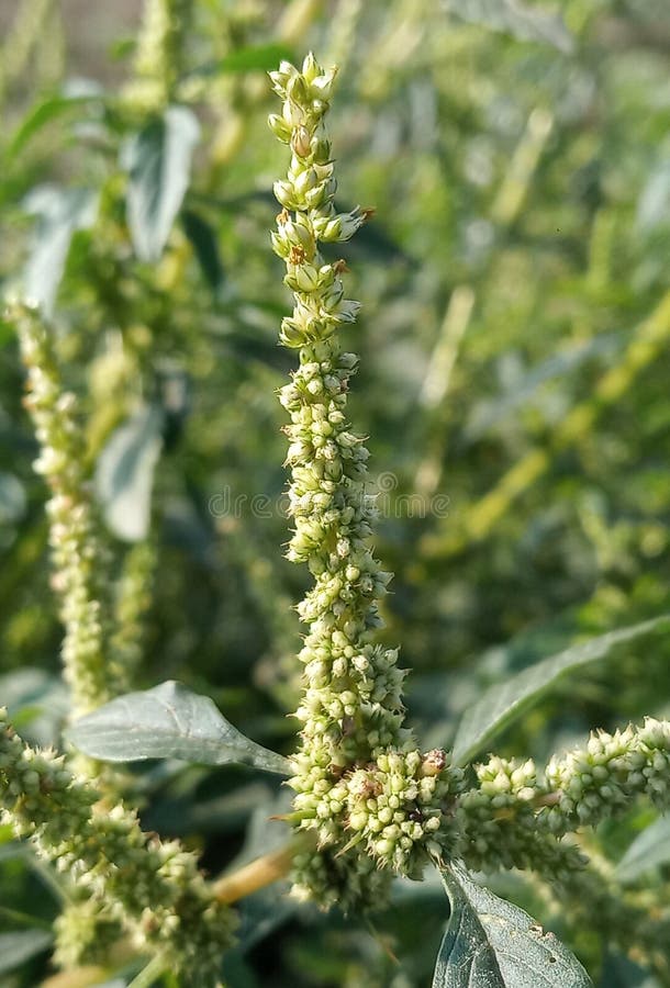 Plat grass flower stock image. Image of herb, food, vegetable - 195105093