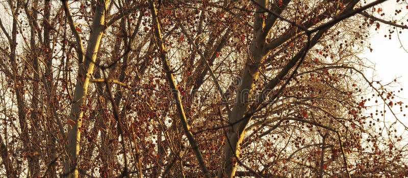 Platan stock image. Image of nature, ecology, tree, sunset - 51305519