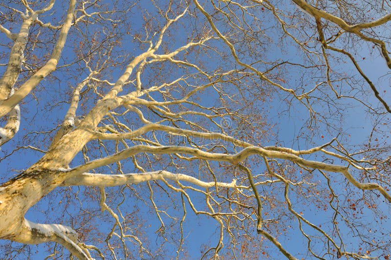 Platan tree stock image. Image of blue, high, arctic - 12846139