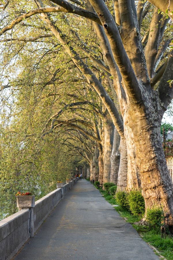 Platan Trees in a Line in Esztergom Stock Photo - Image of natural ...