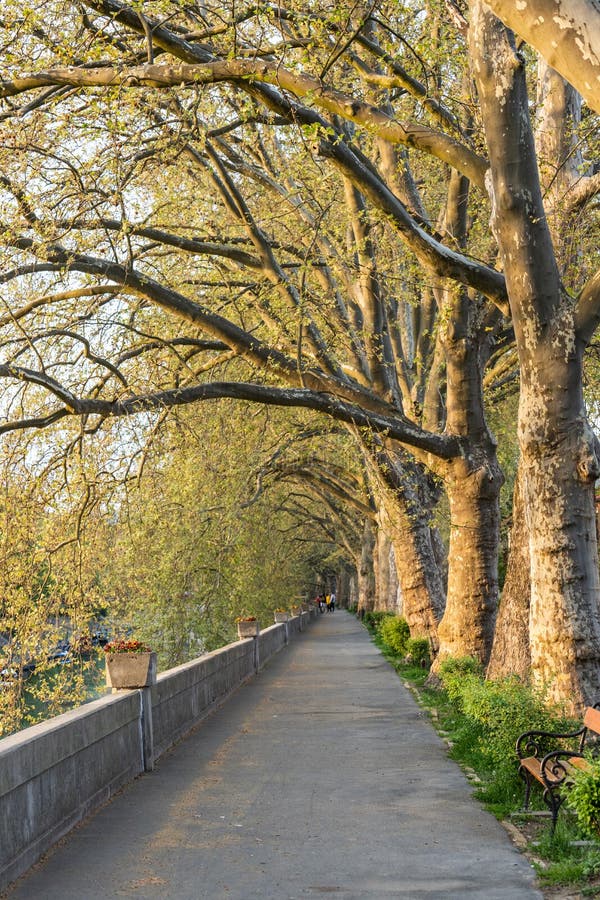 Platan Trees in a Line in Esztergom Stock Image - Image of landscape ...