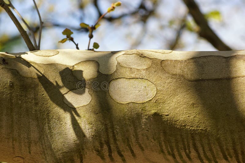 Platanus, Bough Texture, Light And Shadow, Fuzzy Background Stock Image ...