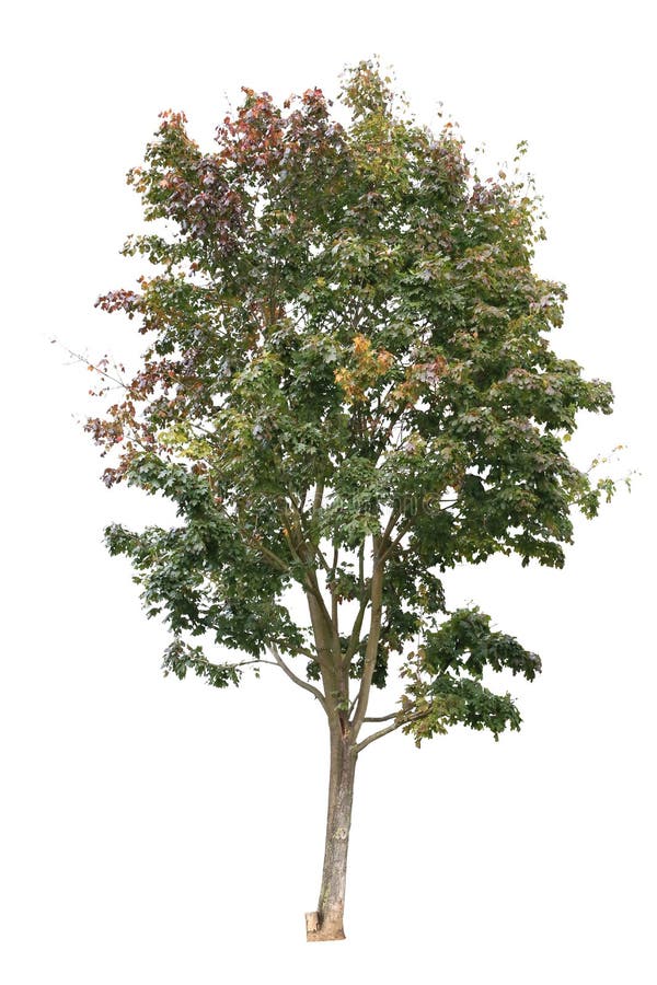 Platanus, Called Also Plane or Plane Tree, Tree with Colorful Autumn ...