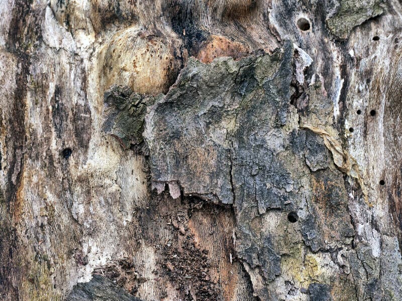 Platanus Occidentalis, American Sycamore Stock Photo - Image of ...