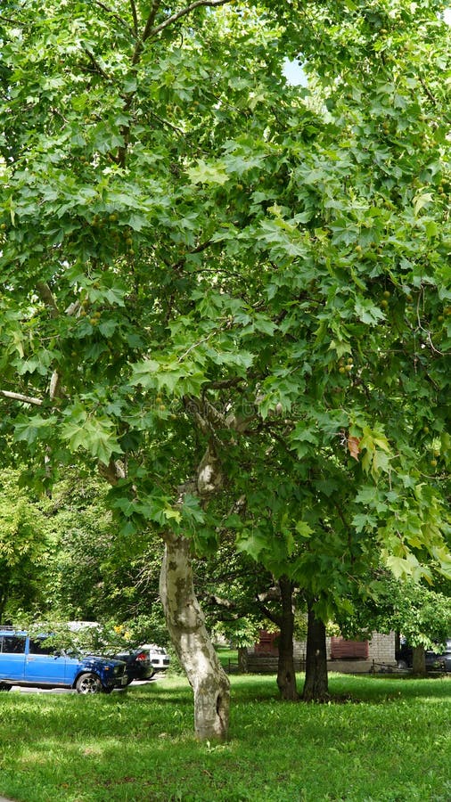 Platanus Occidentalis. Branches of a Sycamore Tree. Platan Hispanica ...
