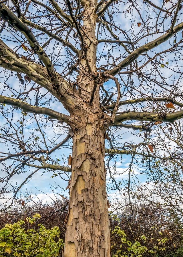 Platanus or Plane Tree Against Blue Sky Stock Photo - Image of london ...