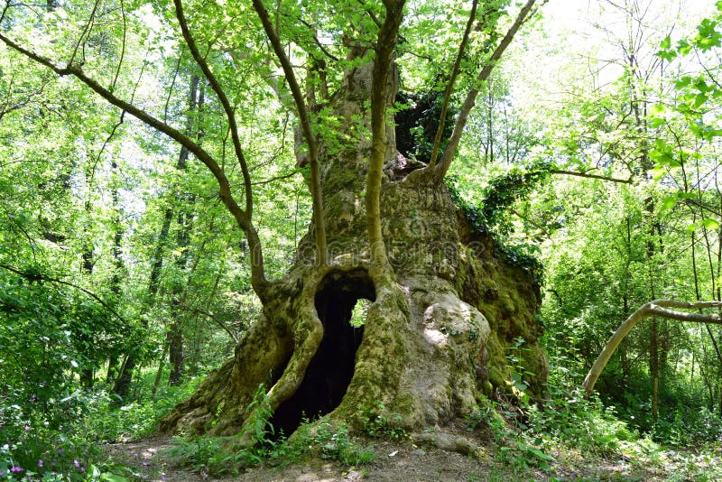 Platanus Tree - a Gate of the Forest Stock Image - Image of otherworld ...