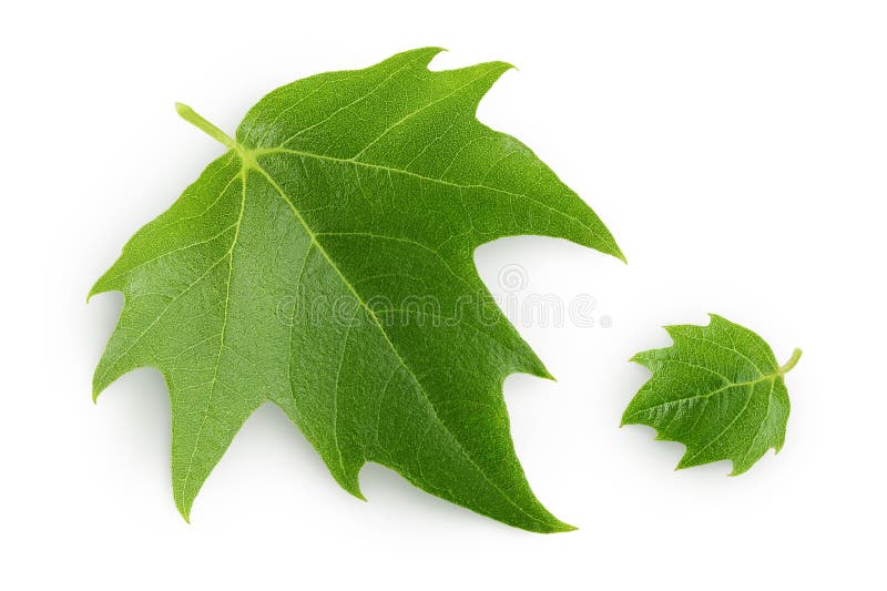 Platanus Tree, Sycamore Leave Isolated on White Background. Top View ...