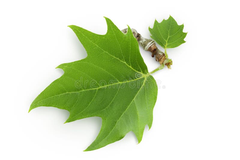 Platanus Tree, Sycamore Leave Isolated on White Background. Top View ...