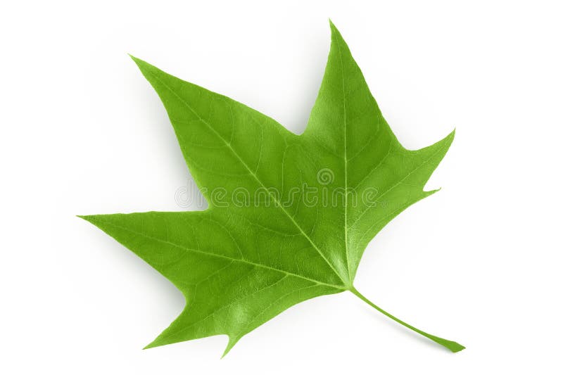 Platanus Tree, Sycamore Leave Isolated on White Background. Top View ...