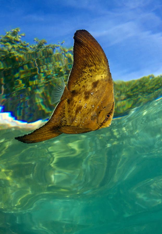 Platax fish in rÃ©flexion stock photo. Image of face - 57381390