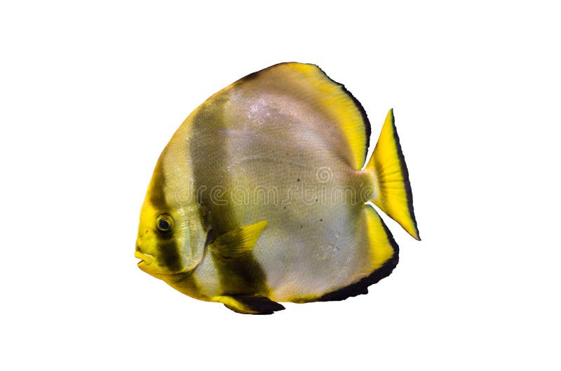 Platax fish in rÃ©flexion stock photo. Image of face - 57381390