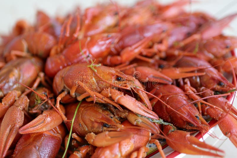 Plate with cooked crayfish stock image. Image of crockery - 57805341