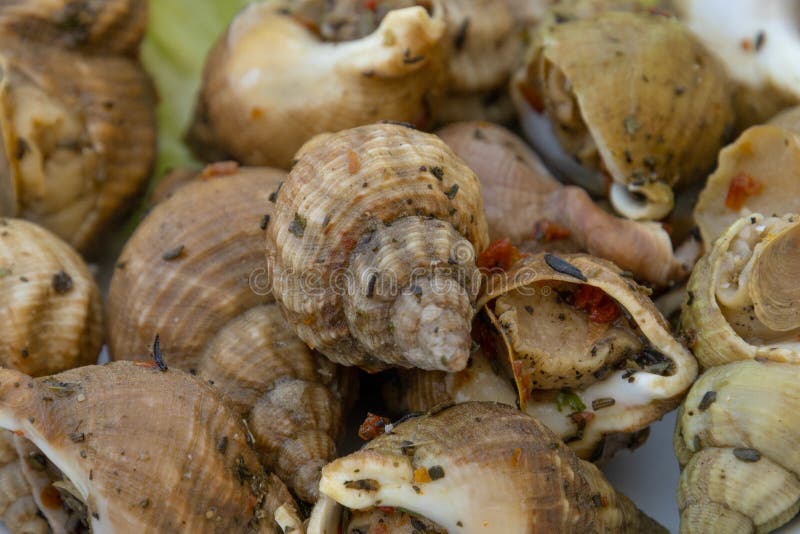 Plate of Cooked Whelks on a Table Stock Image - Image of whelks, food ...