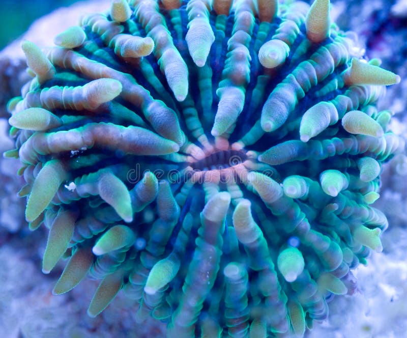 Plate coral stock image. Image of ocean, sealife, brain - 24478037