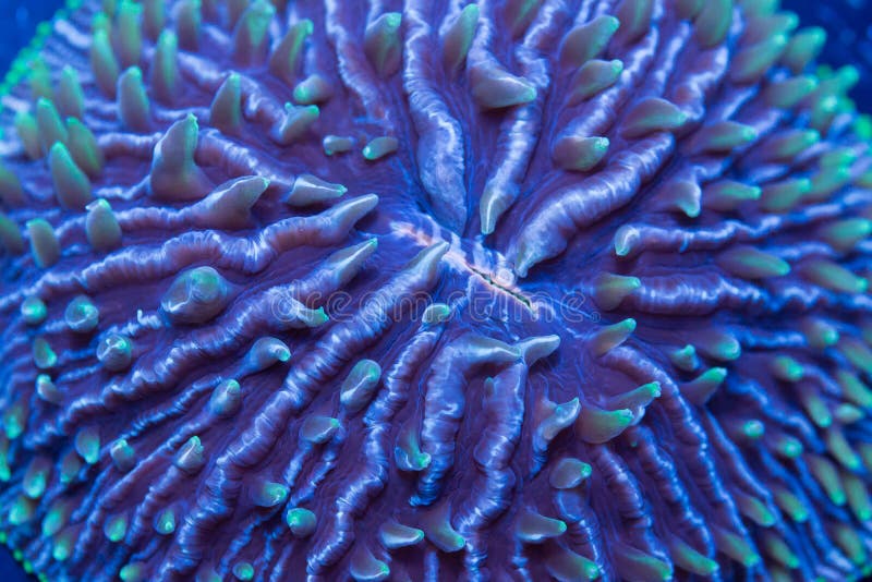 Plate Coral stock image. Image of plate, stony, fungia - 163557225