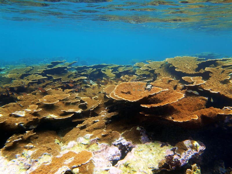 Underwater Coral Reef with Water Surface Stock Image - Image of calm ...