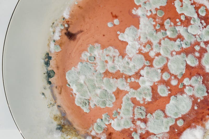 The Plate is Covered with Mold Stock Photo - Image of penicillin, dirty ...