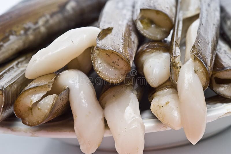 A Plate of Fresh Razor Clams. Stock Image - Image of mollusk, shell ...