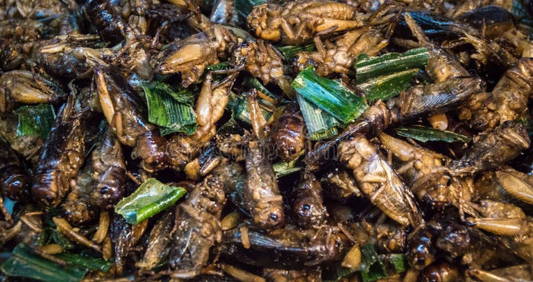 Plate of fried crickets stock photo. Image of fried - 255173620