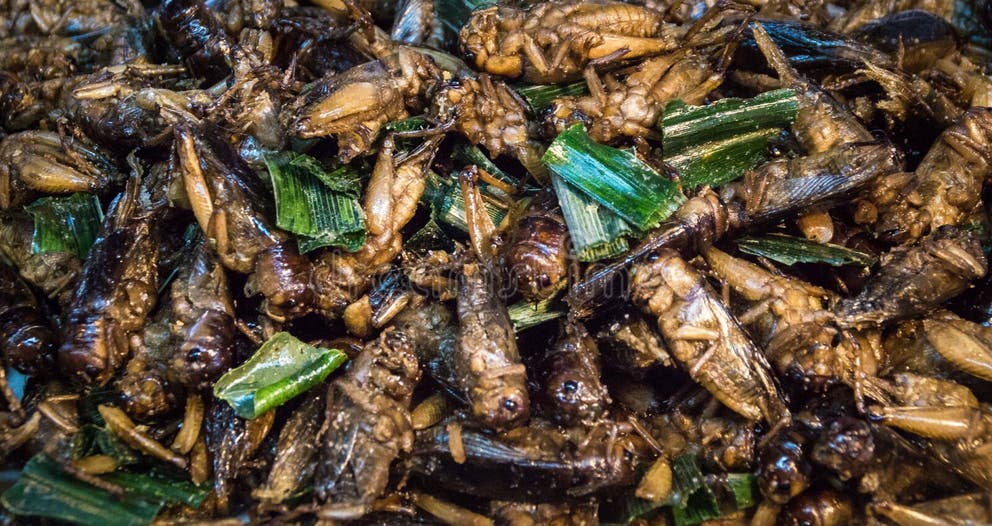Plate of fried crickets stock photo. Image of fried - 255173620