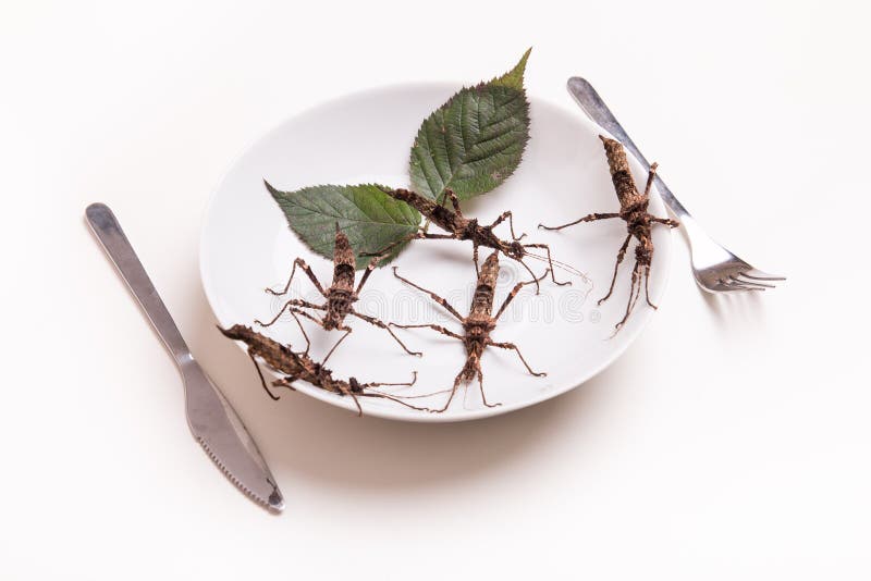 Plate Full of Insects in the Insect To Eat Restaurant Stock Photo ...