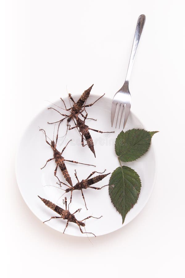 Plate Full of Insects in Insect To Eat Restaurant Stock Photo - Image ...