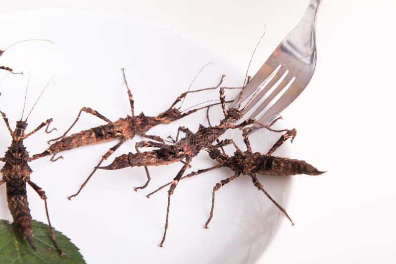Plate Full of Insects in Insect To Eat Restaurant Stock Photo - Image ...