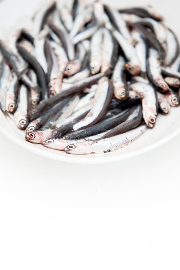 Fresh raw European anchovy stock image. Image of european - 15735427