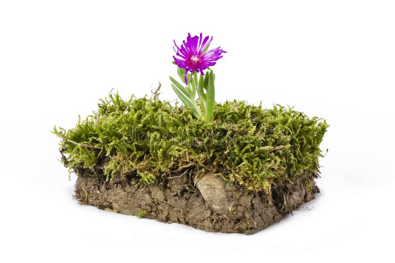 Plate of Ground with Flower Photographed in Studio Stock Photo - Image ...