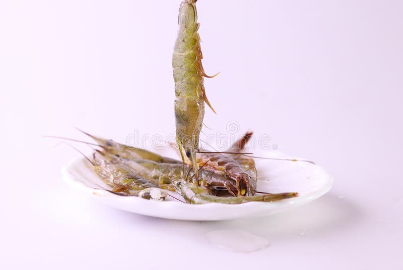 Indian Prawns Fish Caught from Ganga River Stock Photo - Image of river ...