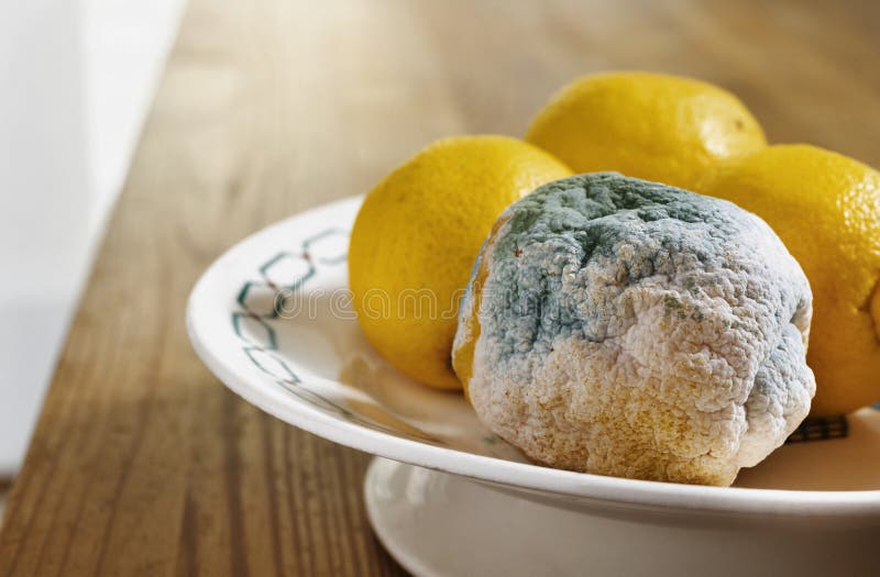 Plate with Rotten and Fresh Lemons Stock Image - Image of table, moldy ...