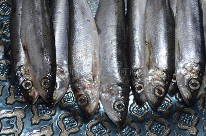 Sprats fish on a plate stock image. Image of appetizer - 107554089