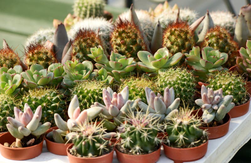 Plateau De Petits Cactus Mis En Pot Image stock - Image du plateau ...