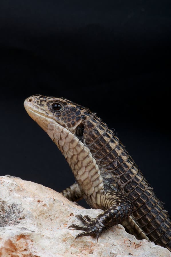 17,932 Lizard Scales Stock Photos - Free & Royalty-Free Stock Photos ...