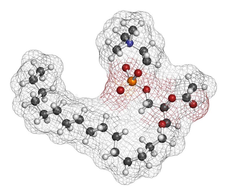 Paf Signaling Molecule Stock Illustrations – 8 Paf Signaling Molecule ...