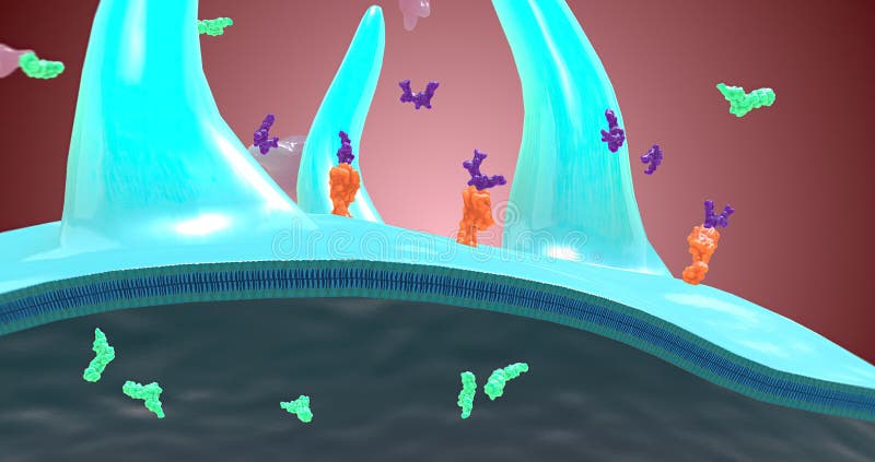 Platelet Aggregation Stock Illustrations – 100 Platelet Aggregation ...