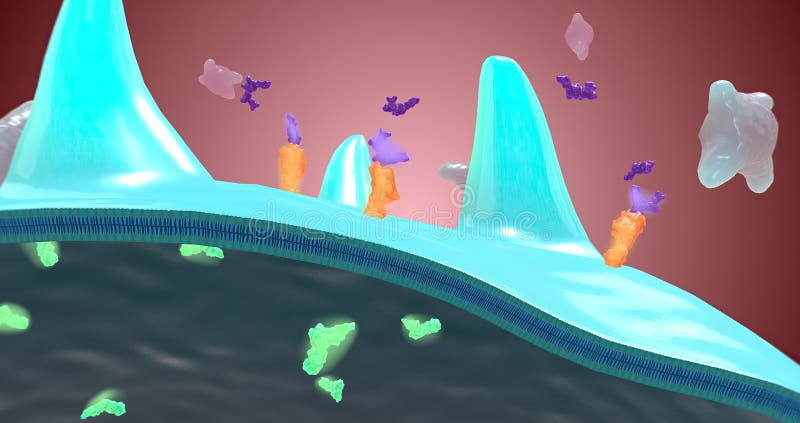 Platelet Activation and Aggregation Play an Important Role in Occlusive ...