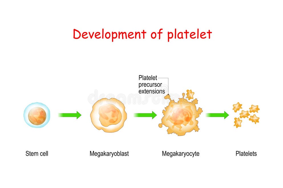 Platelet Structure Stock Illustrations – 819 Platelet Structure Stock ...