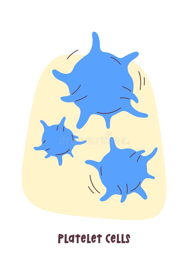 Platelet Human Cells stock vector. Illustration of stem - 280800090