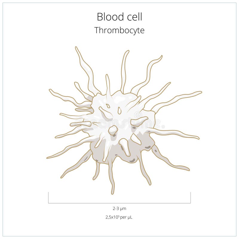 Platelet Thrombocyte Blood Cell Vector Stock Vector - Illustration of ...