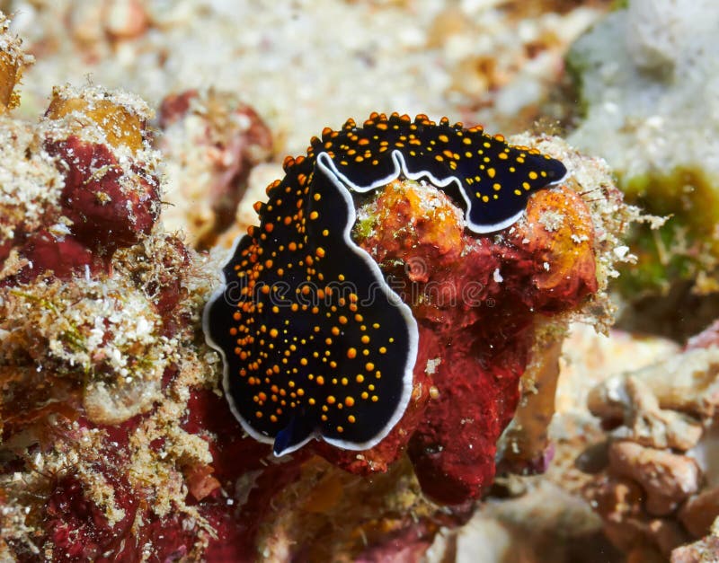 Platelminto Punteggiato Oro Immagine Stock - Immagine di ambiente ...