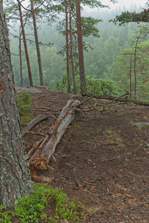 The Trunk of an Old Fallen Tree in the Forest on Valaam Island. Stock ...